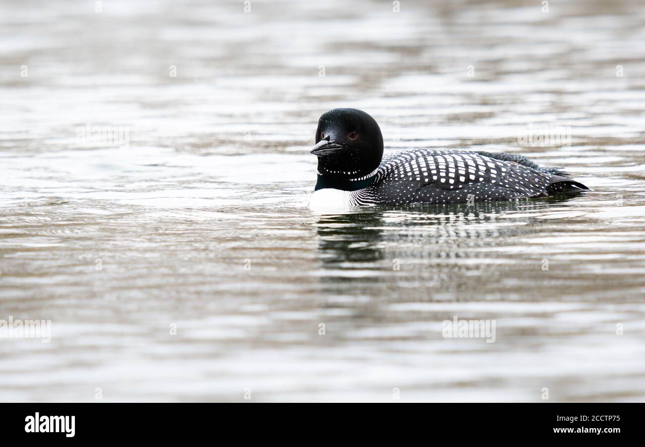 Canadian loon in the wild Stock Photo - Alamy