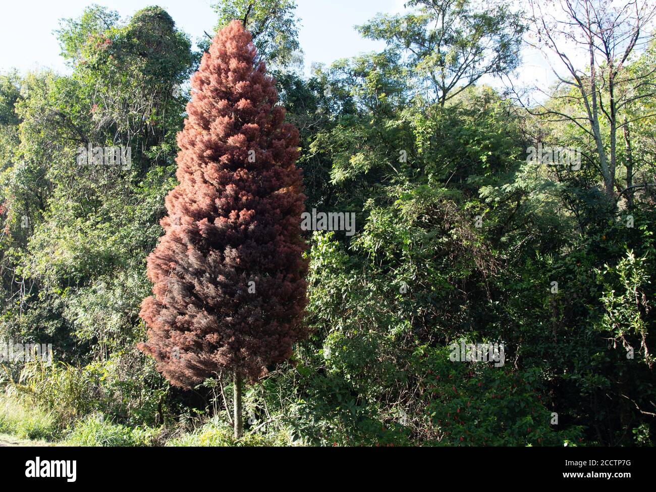 The Pinheiro do Brejo - Taxodium distichum is a coniferous tree ...
