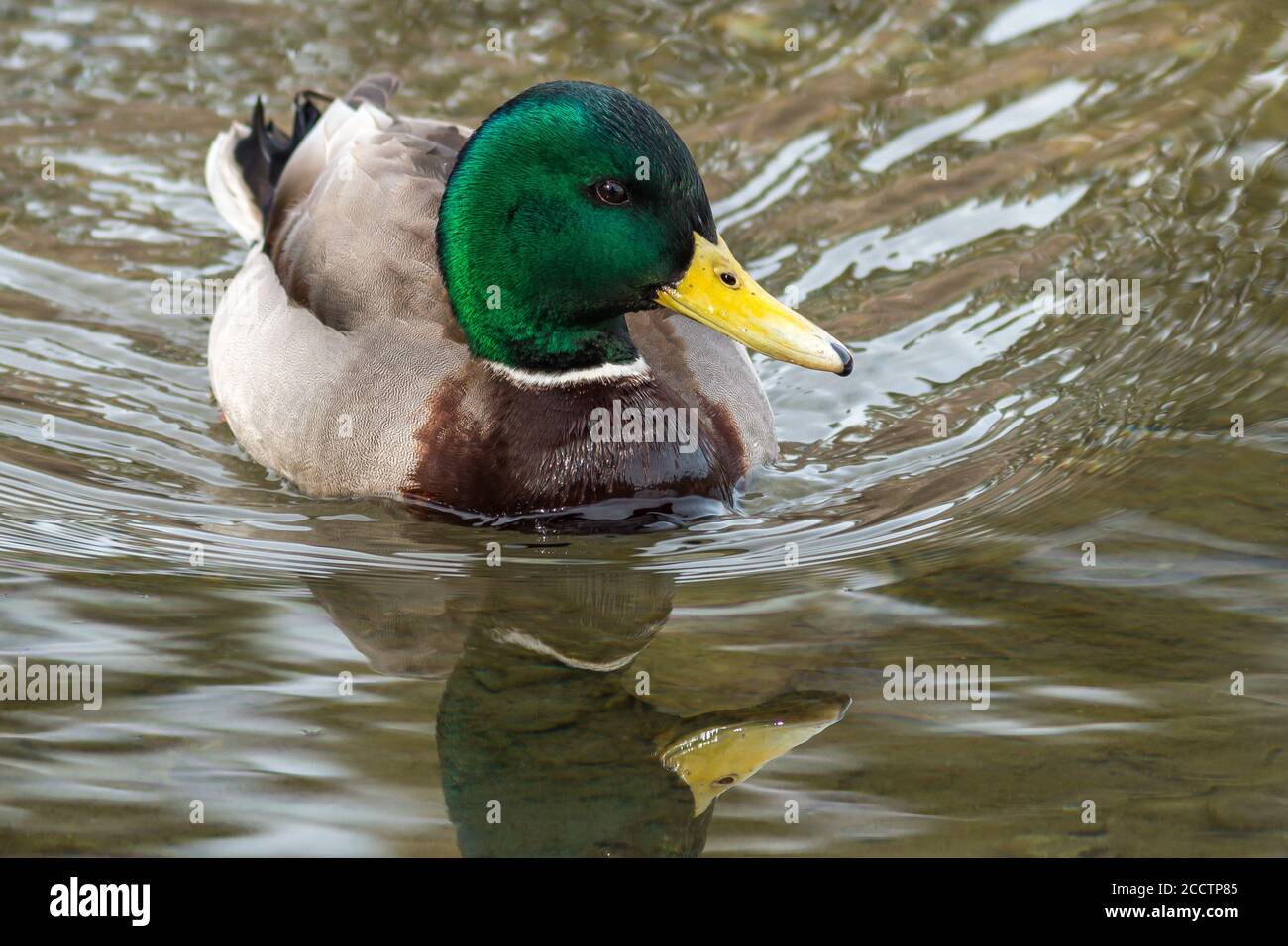 Mallard duck drake swimming, California, Tulelake, Tule Lake National ...