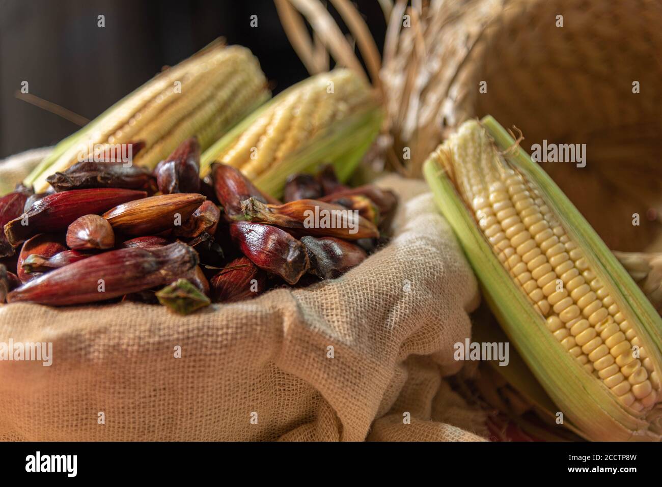 Pine nuts (Araucaria angustifolia) seeds. Ears of green corn ...