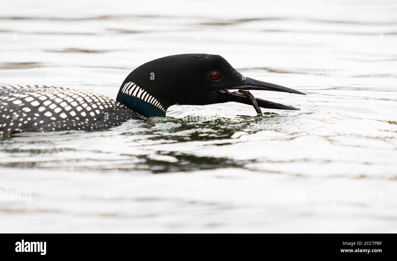 Canadian loon in the wild Stock Photo - Alamy