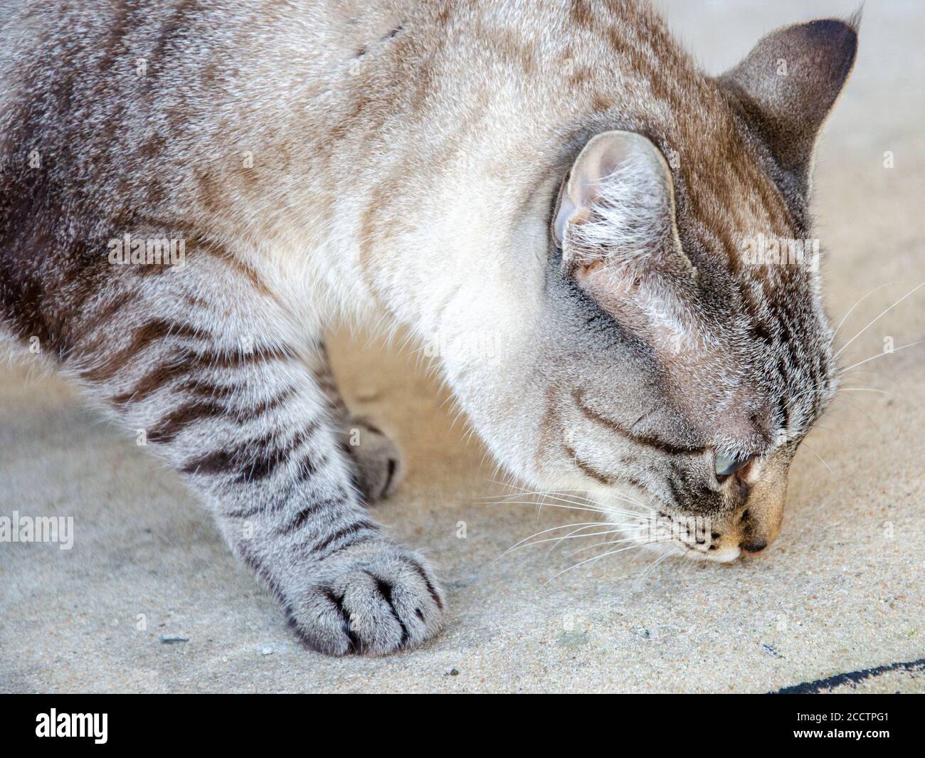 Cat smelling hi-res stock photography and images - Alamy