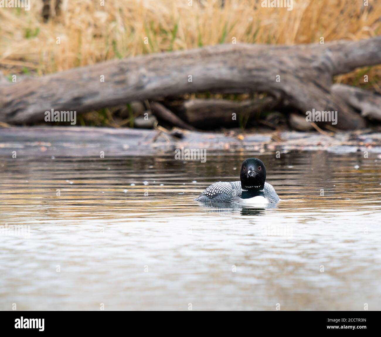 Canadian loon in the wild Stock Photo - Alamy