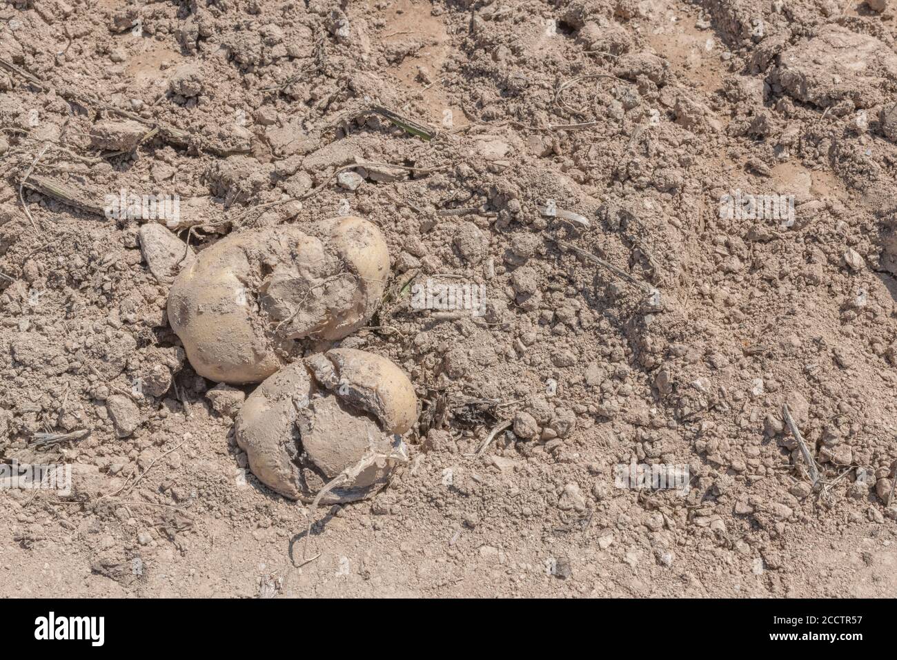 Couple of rotten potatoes / spuds (may be soft rot) which got left by ...