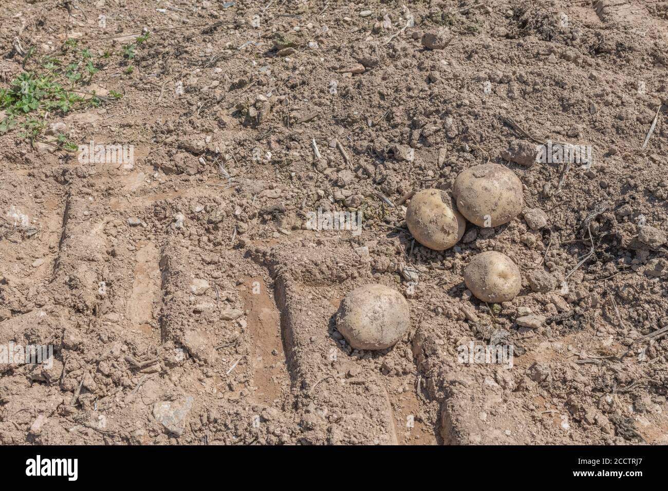 Group of potatoes / spuds which got missed by the potato harvester. For ...