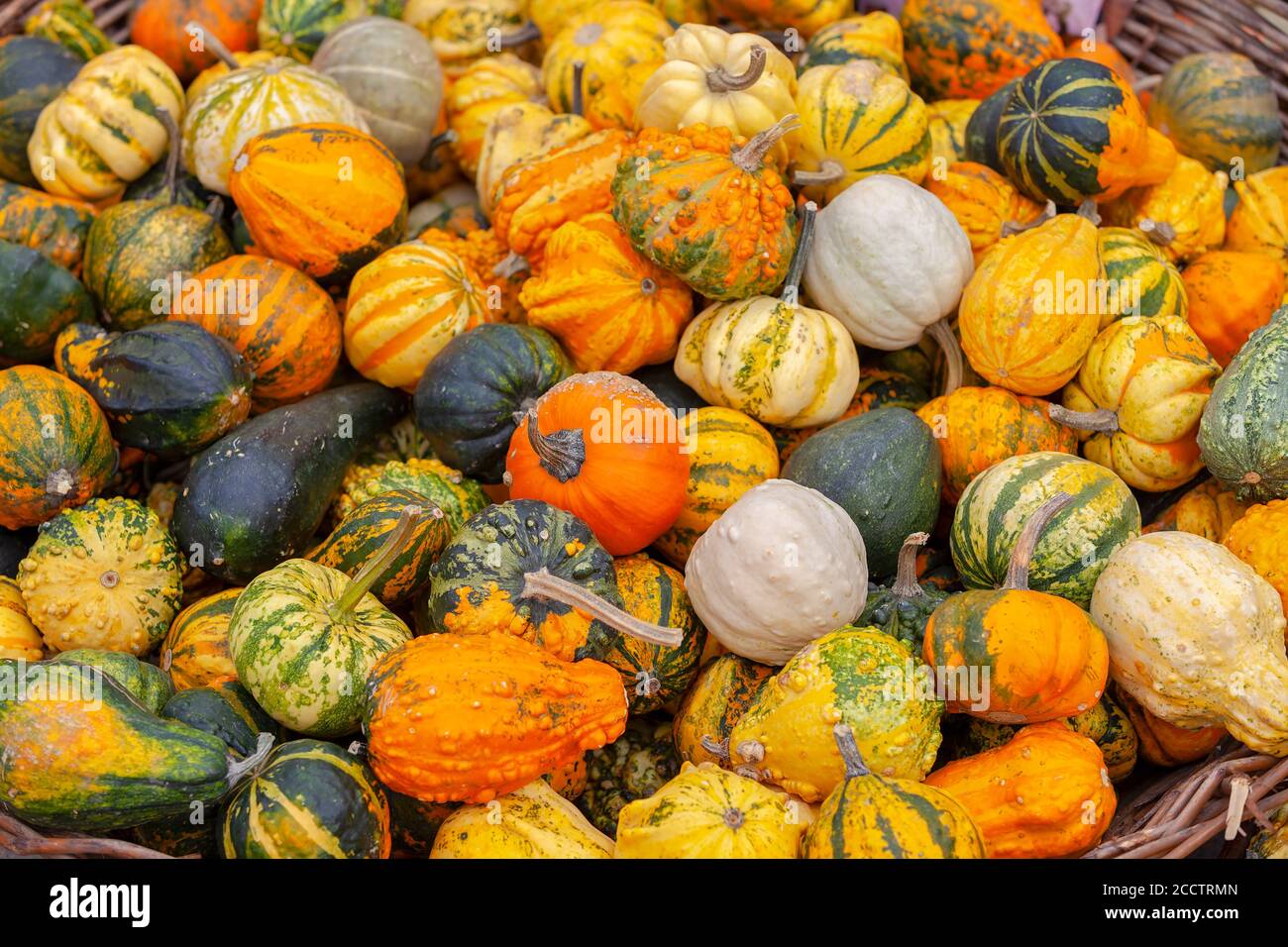 a lot of small decorative pumpkins Stock Photo - Alamy