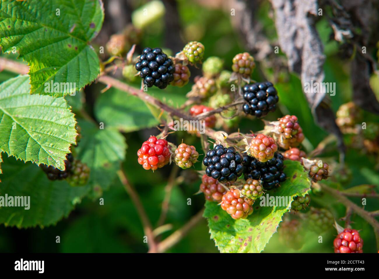 Ripening fruit of the Blackberry or Bramble Stock Photo - Alamy