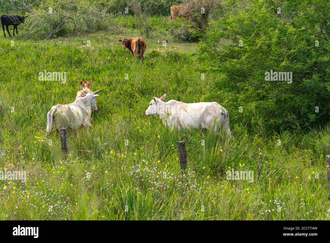 The creation of Nelore do Brasil cattle corresponds, in East India, to ...
