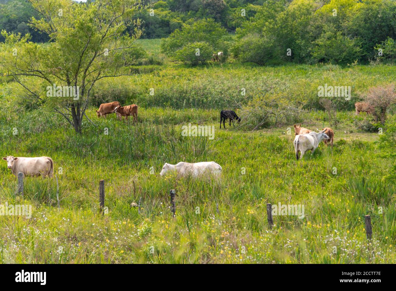 The creation of Nelore do Brasil cattle corresponds, in East India, to ...