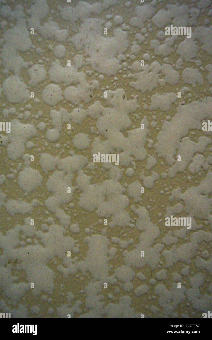 Cream colored texture hi-res stock photography and images - Alamy