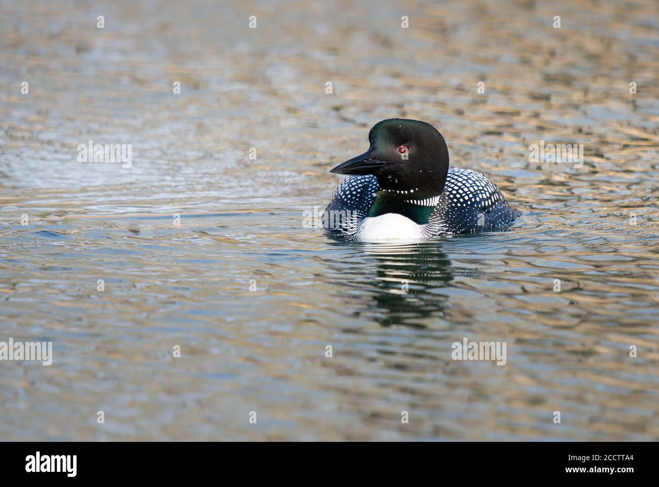 Canadian loon in the wild Stock Photo - Alamy