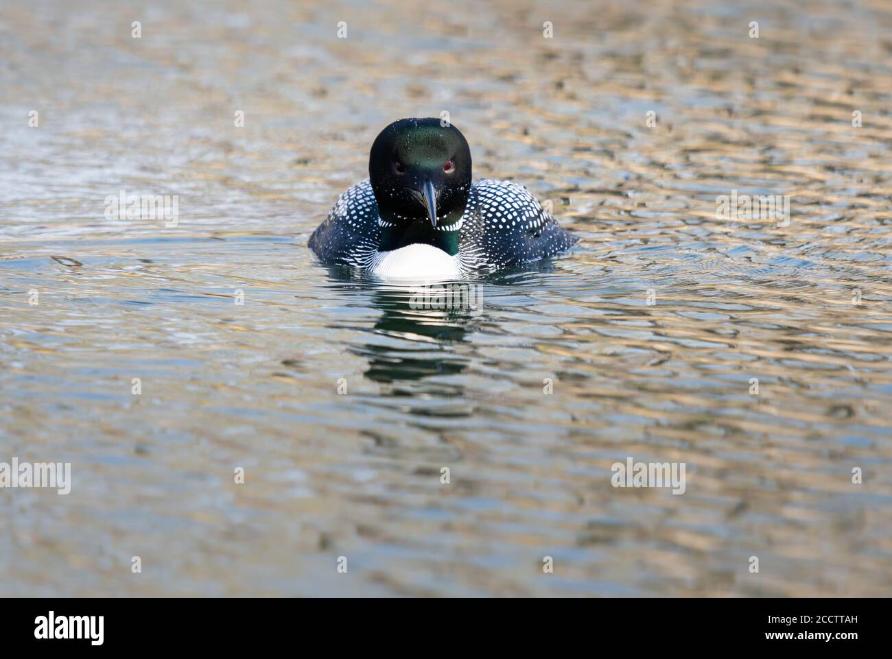 Canadian loon in the wild Stock Photo - Alamy