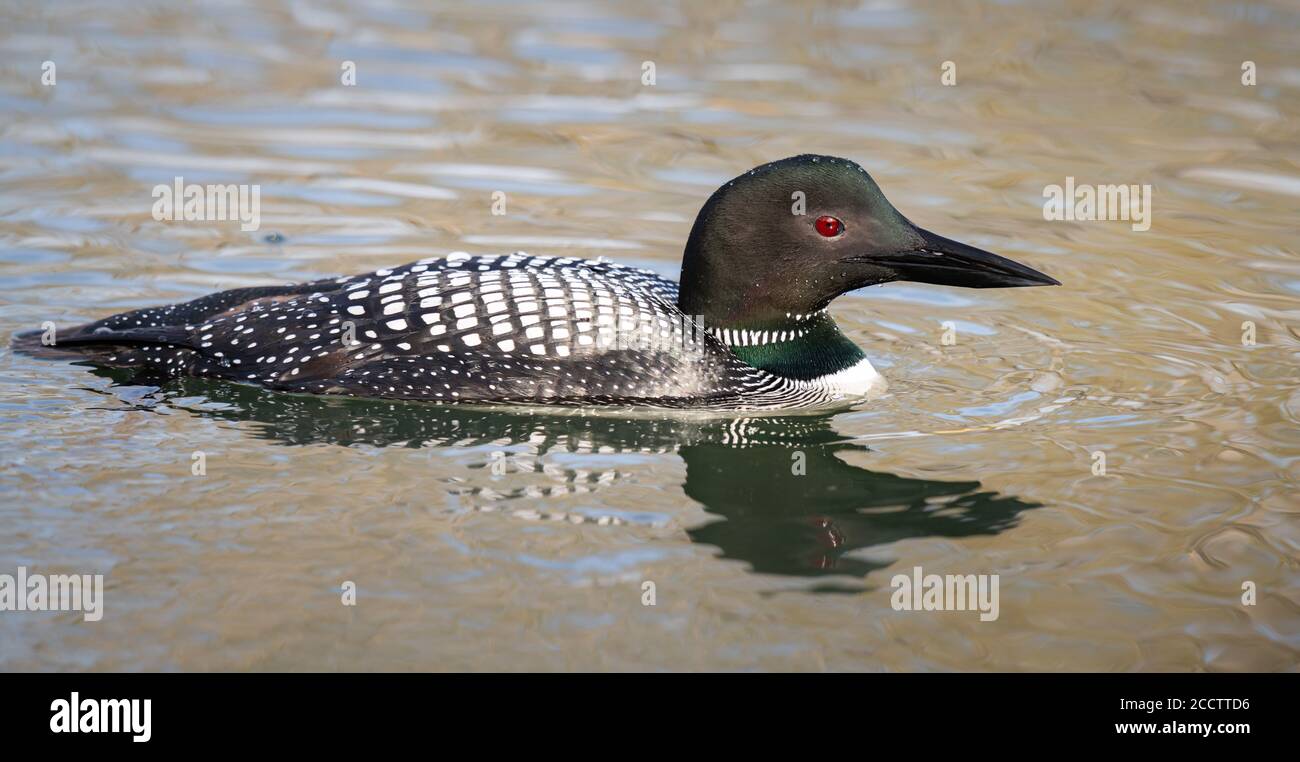 Fishing swimming in canadian wilderness hi-res stock photography and ...