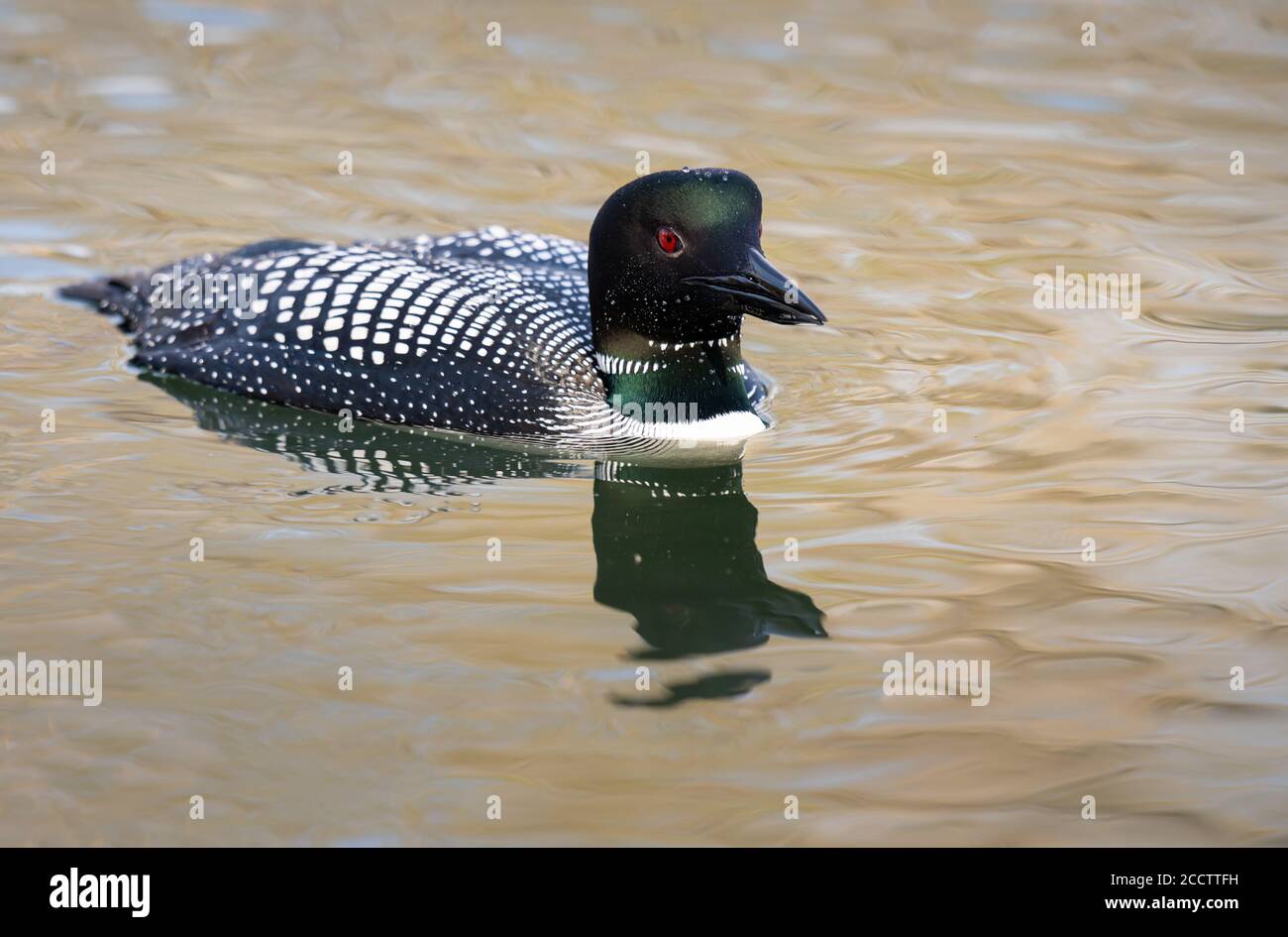 Canadian loon in the wild Stock Photo - Alamy