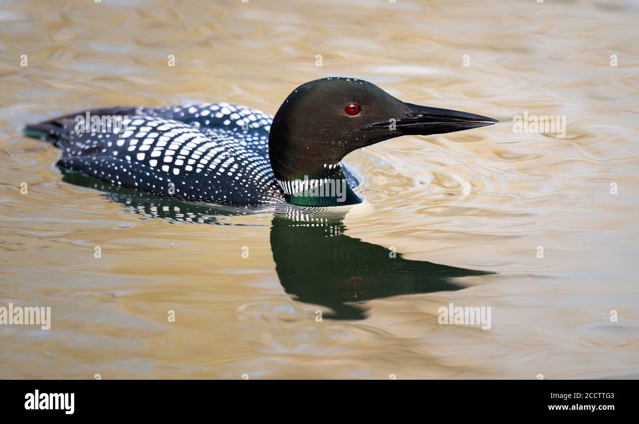 Canadian loon in the wild Stock Photo - Alamy
