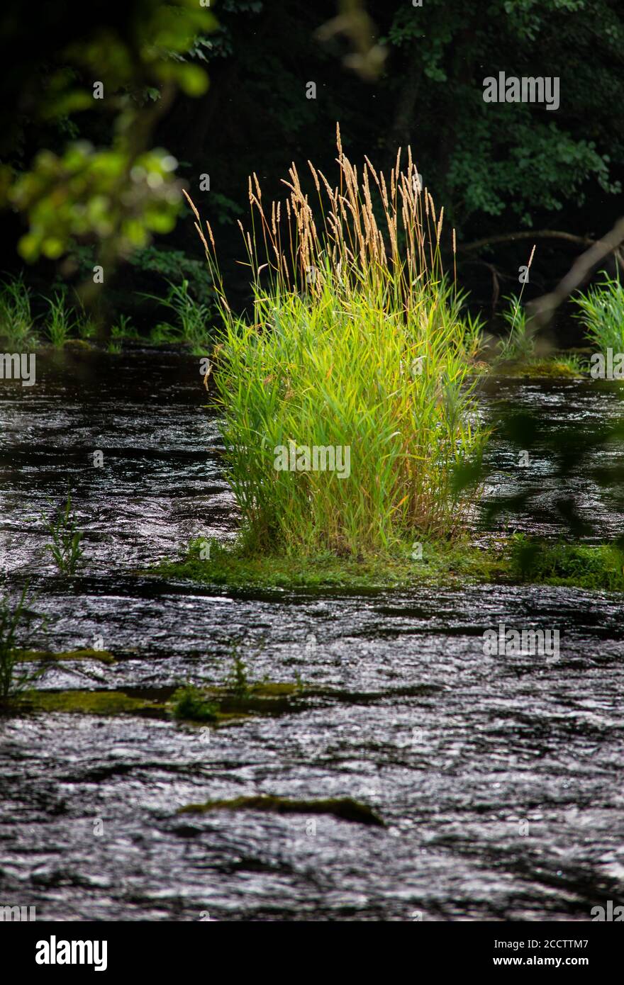 The River Till a tributary of the River Tweed near Etal, Northumberland ...