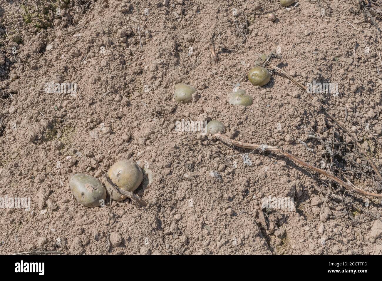 Couple of potatoes and a singleton lying on dry field soil after being ...