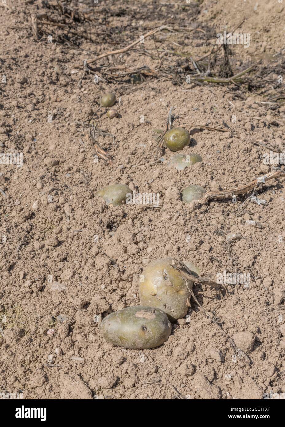 Couple of potatoes and a singleton lying on dry field soil after being ...
