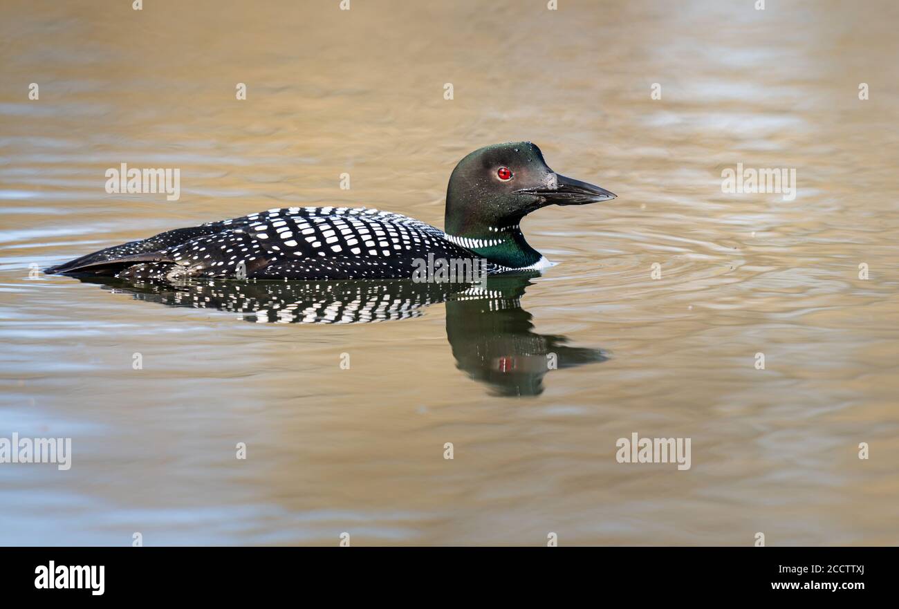Canadian loon in the wild Stock Photo - Alamy
