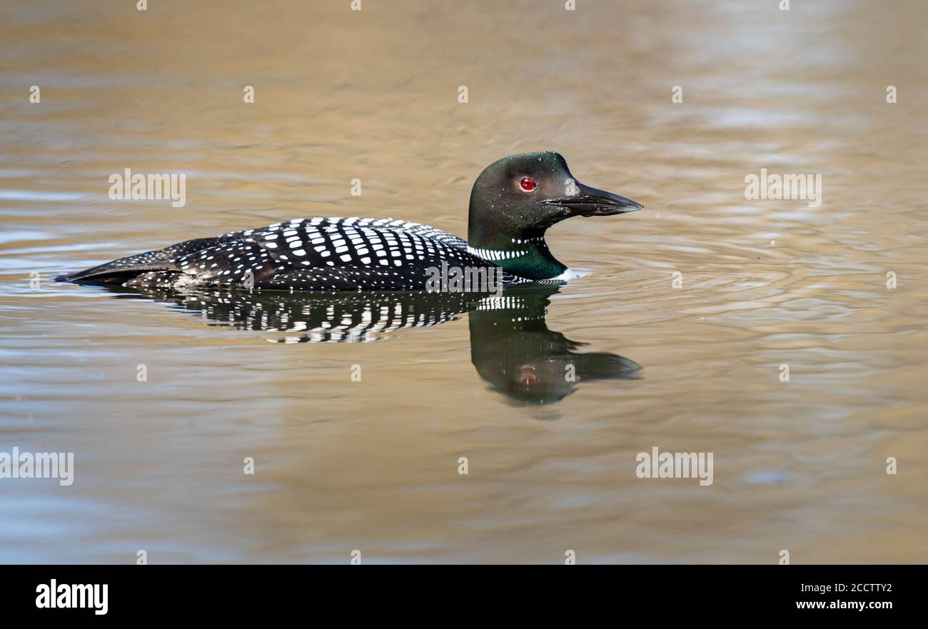 Canadian loon in the wild Stock Photo - Alamy