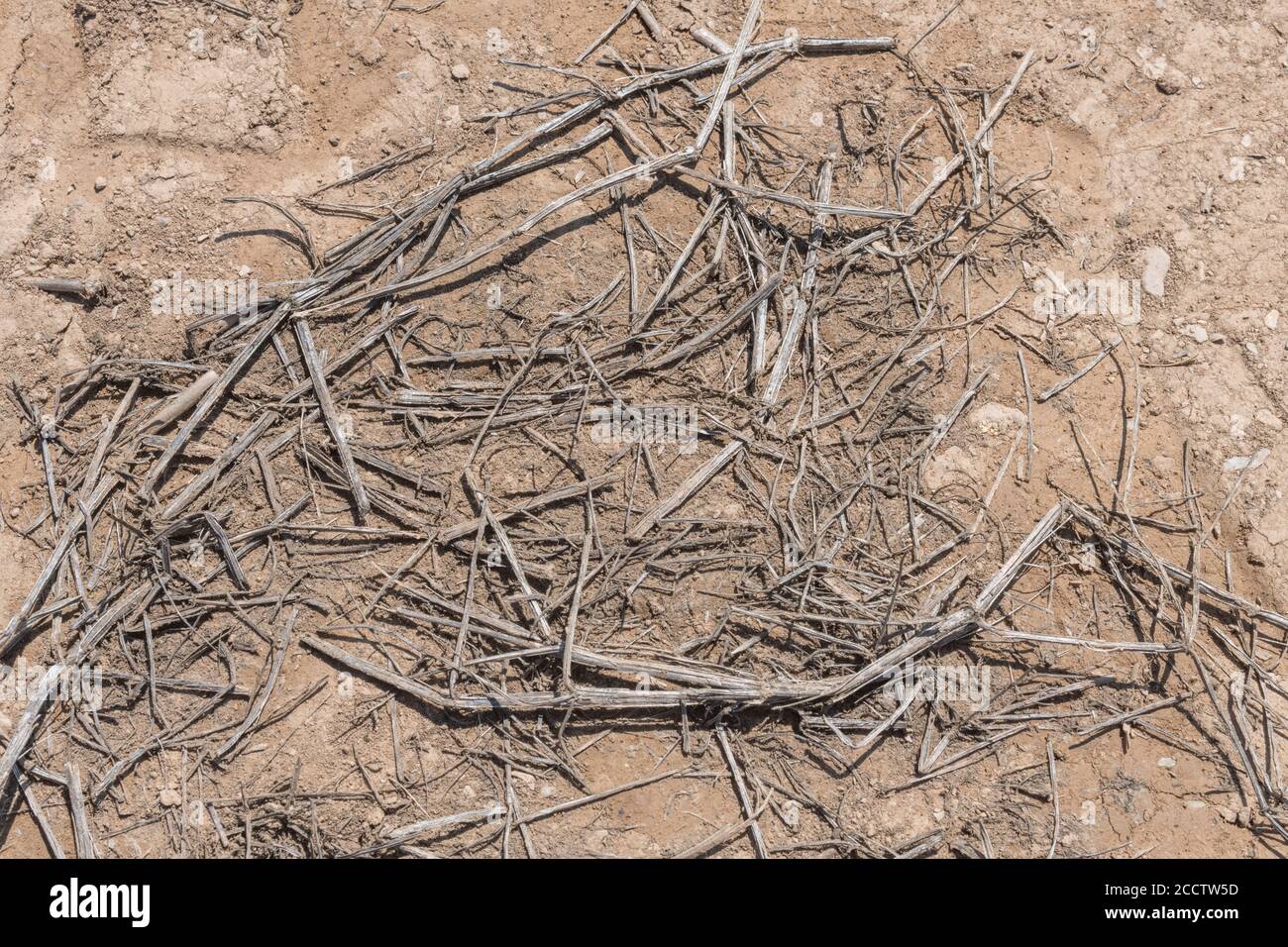 Potato straw shaws lying on tyre impacted soil during potato harvesting ...