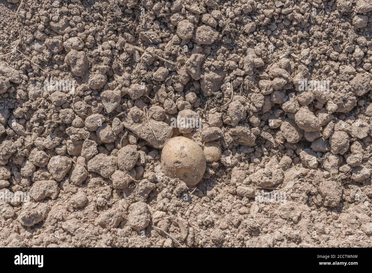 Single solitary isolated potato lying on crumbly soil during potato ...