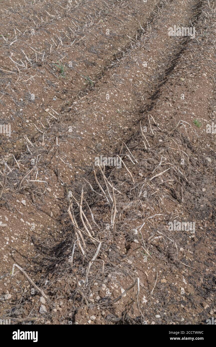 Potato ridges / hills with top shaws visible & awaiting full harvesting ...