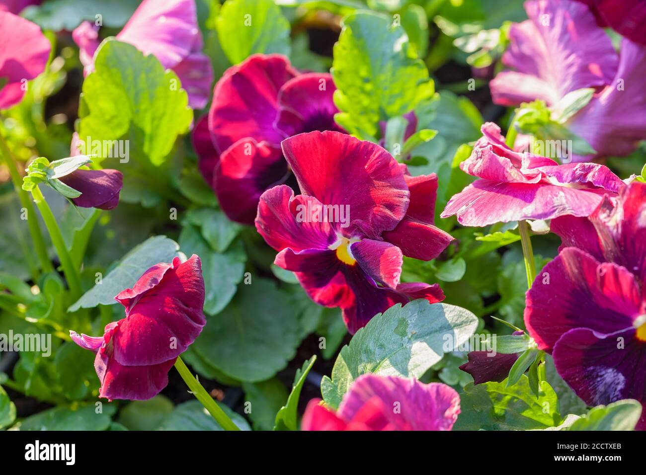 Viola tricolor tea hi-res stock photography and images - Alamy