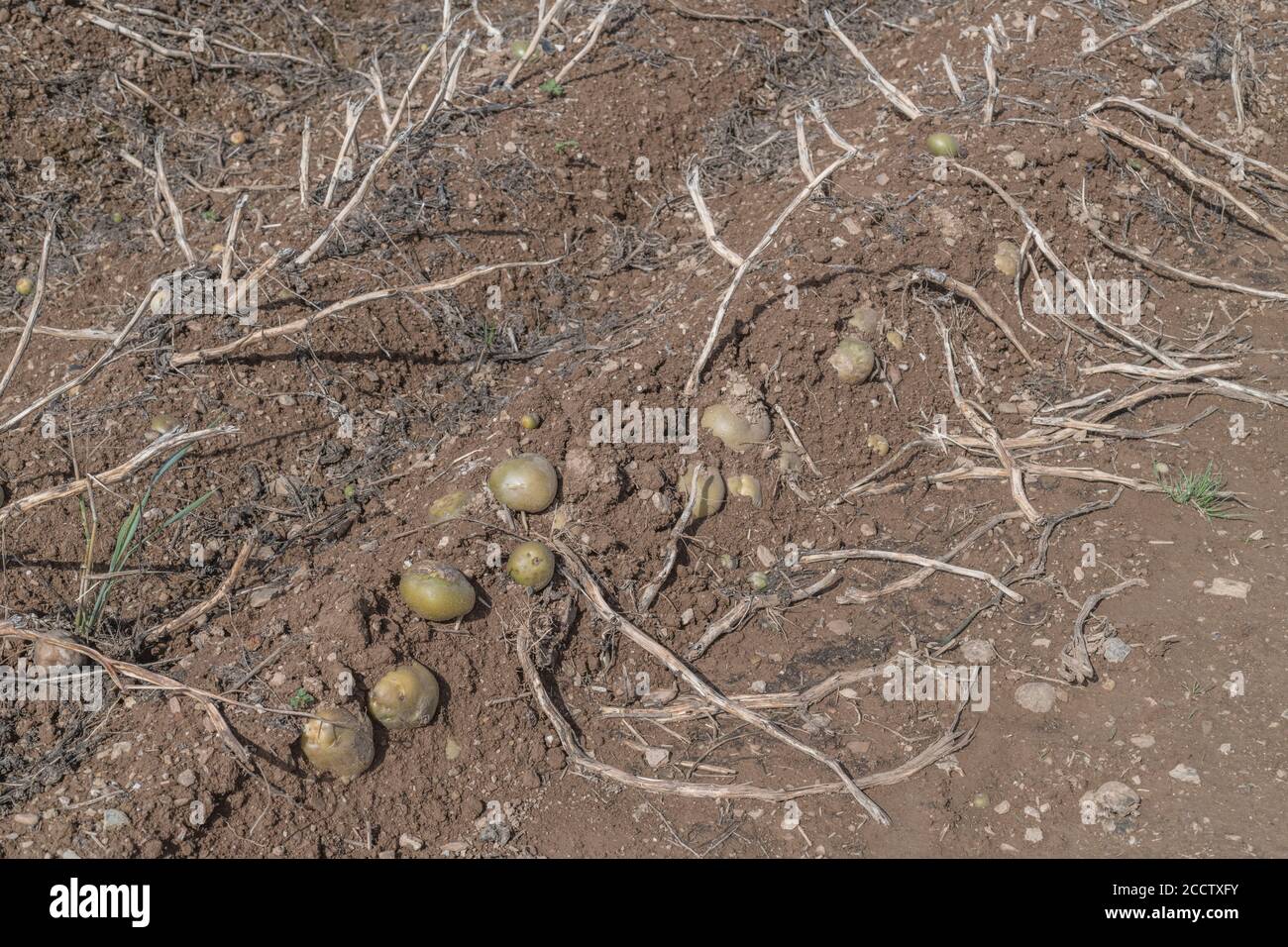 Exposed potatoes in ridges / hills with top shaws visible & awaiting ...