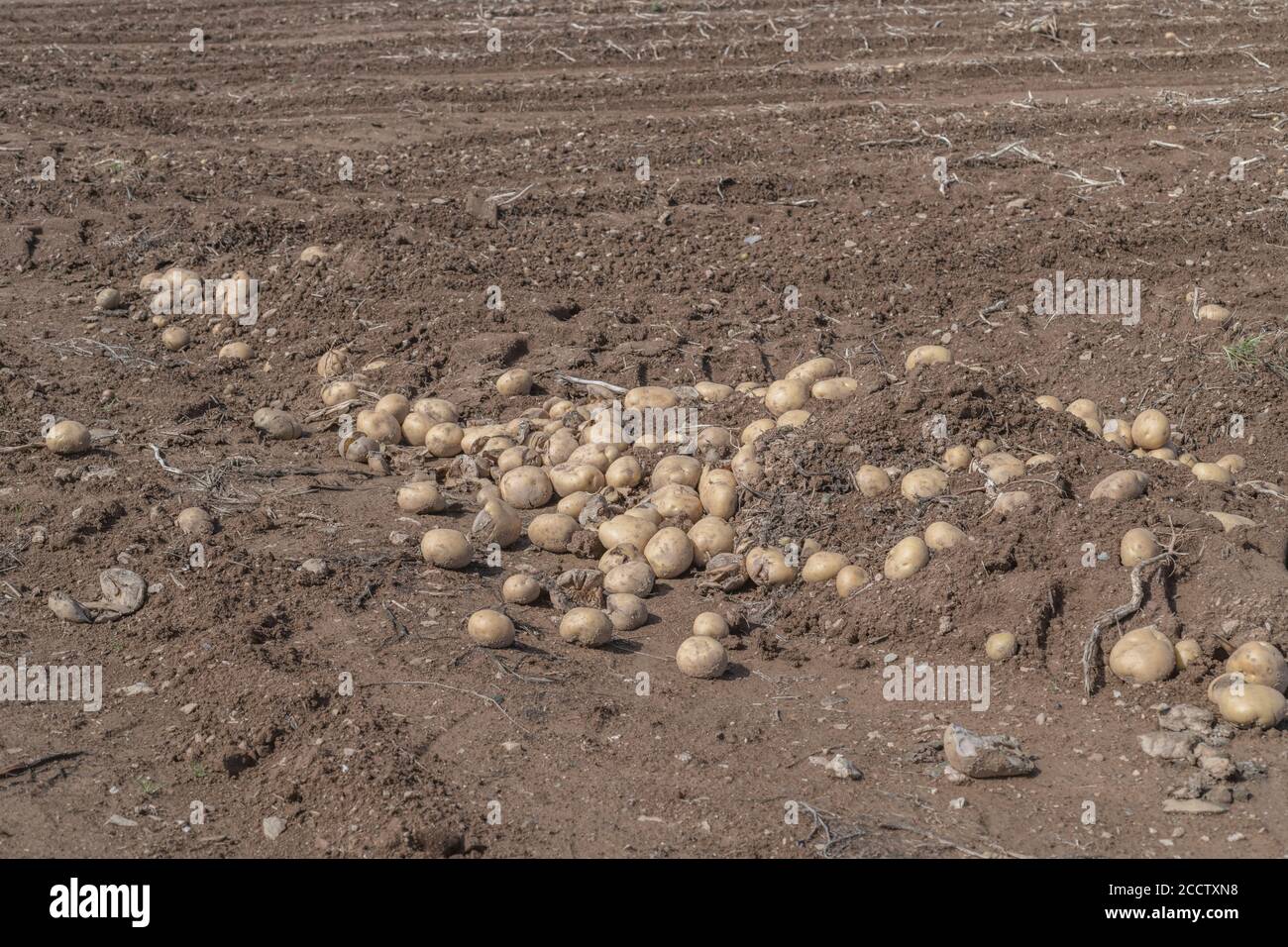 Potatoes spilled on ground. These may be a pile of rejected that failed ...