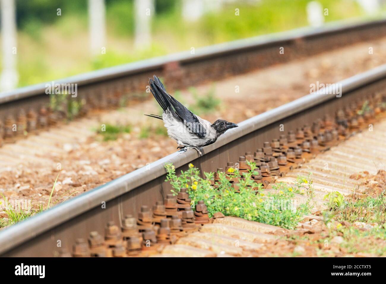 Bird seats hi-res stock photography and images - Alamy