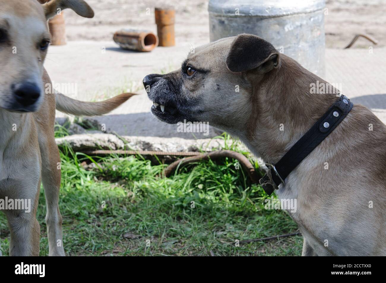Angry attack dog hi-res stock photography and images - Alamy