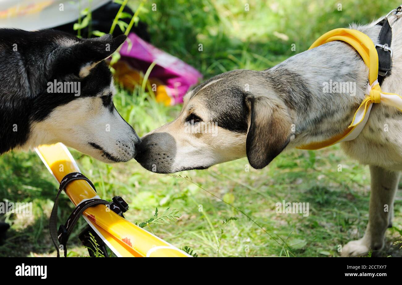 Funny sniffing hi-res stock photography and images - Alamy