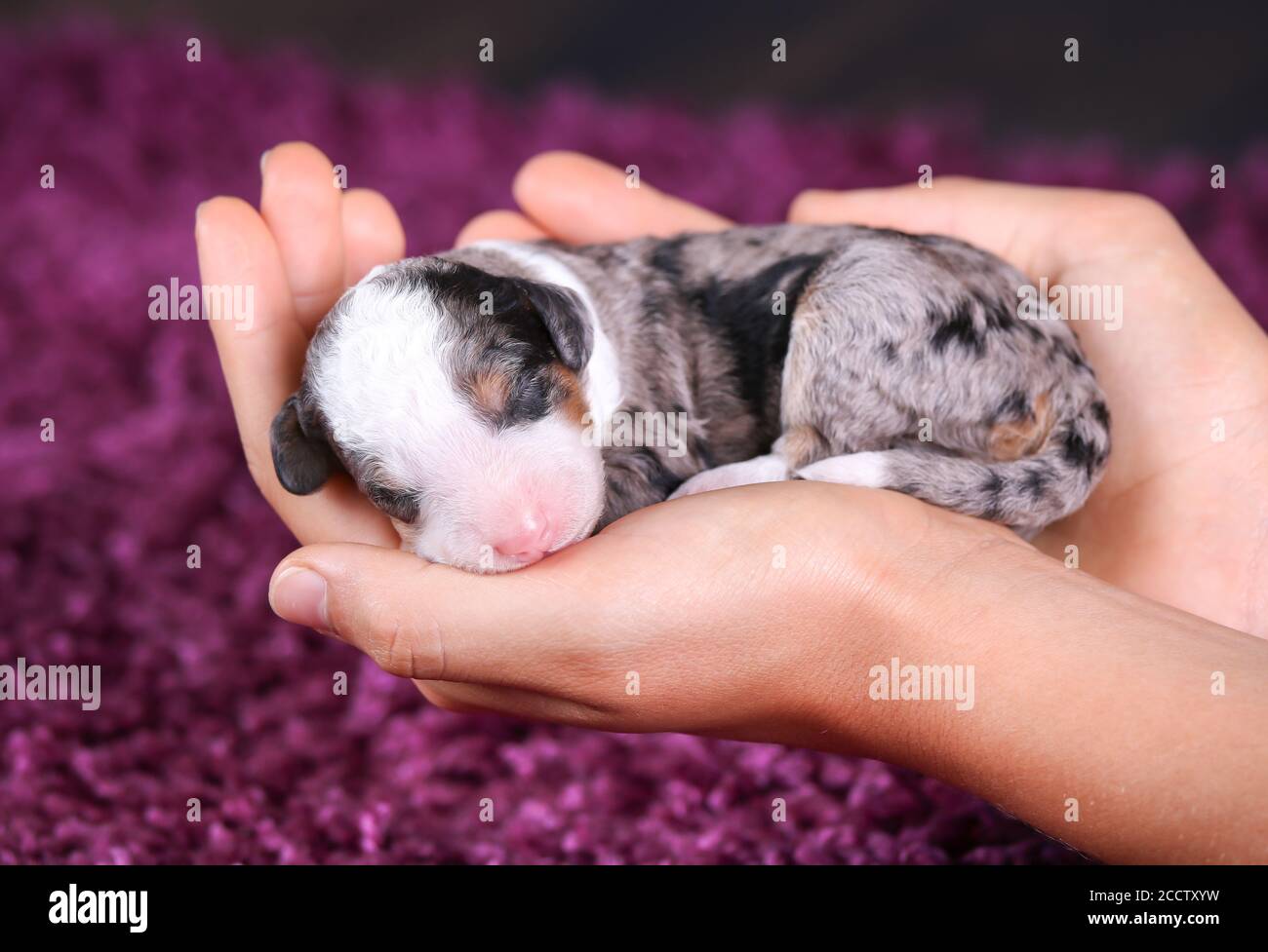 F1B Tri-colored Blue Merle Mini Bernedoodle sleeping while being held ...