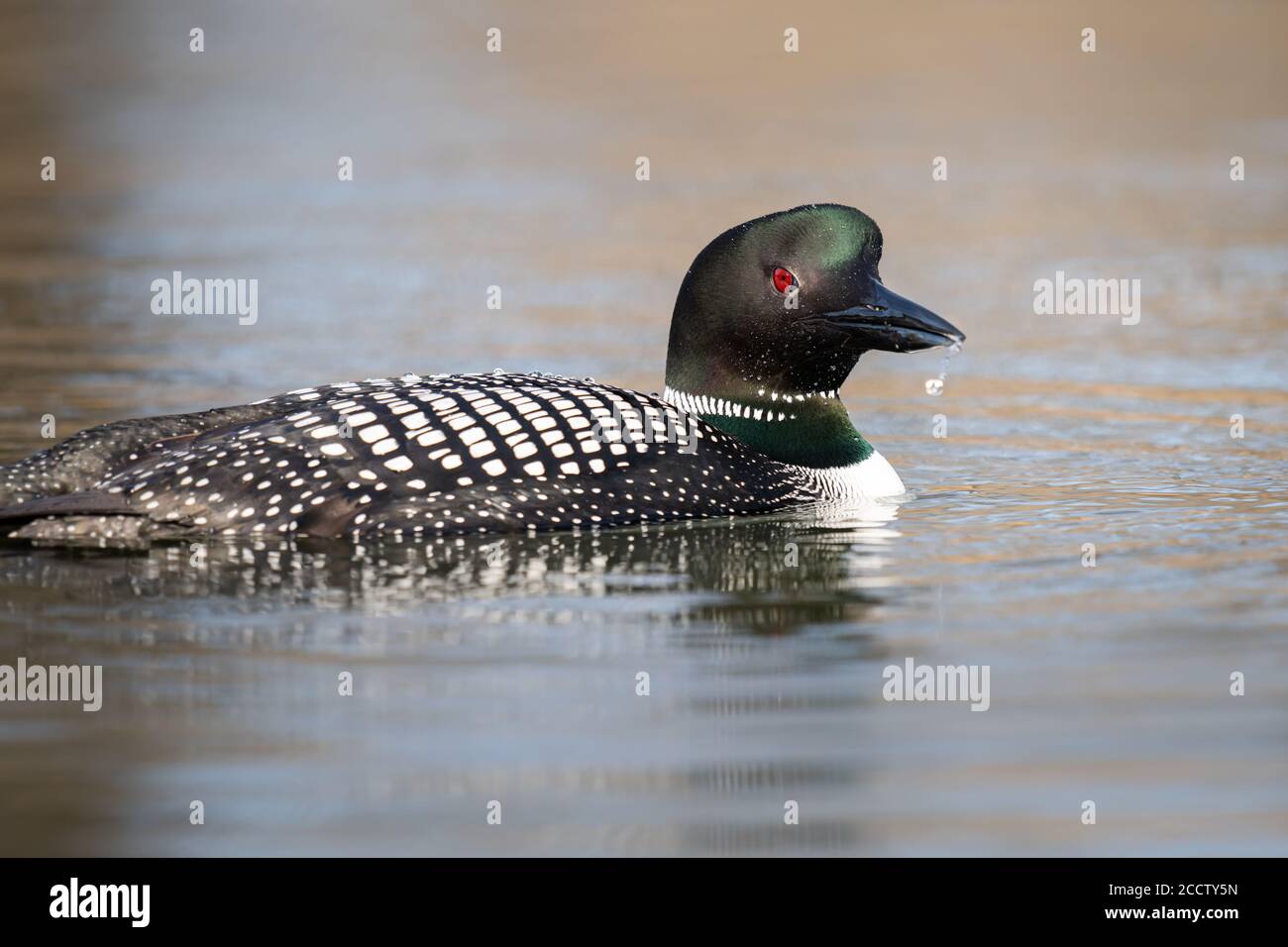 Canadian loon in the wild Stock Photo - Alamy