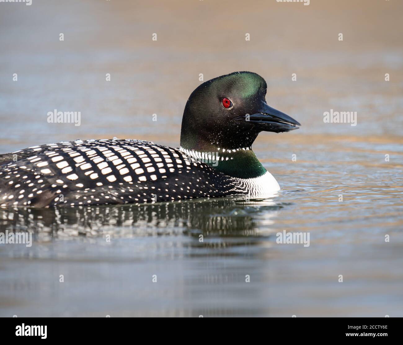 Fishing swimming in canadian wilderness hi-res stock photography and ...