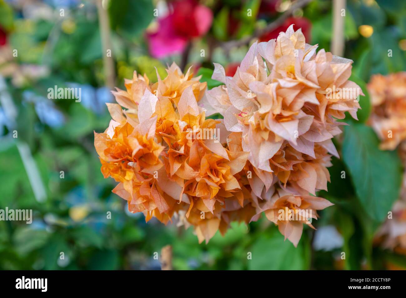 Ornamental flowers in pots, note shallow depth of field Stock Photo - Alamy