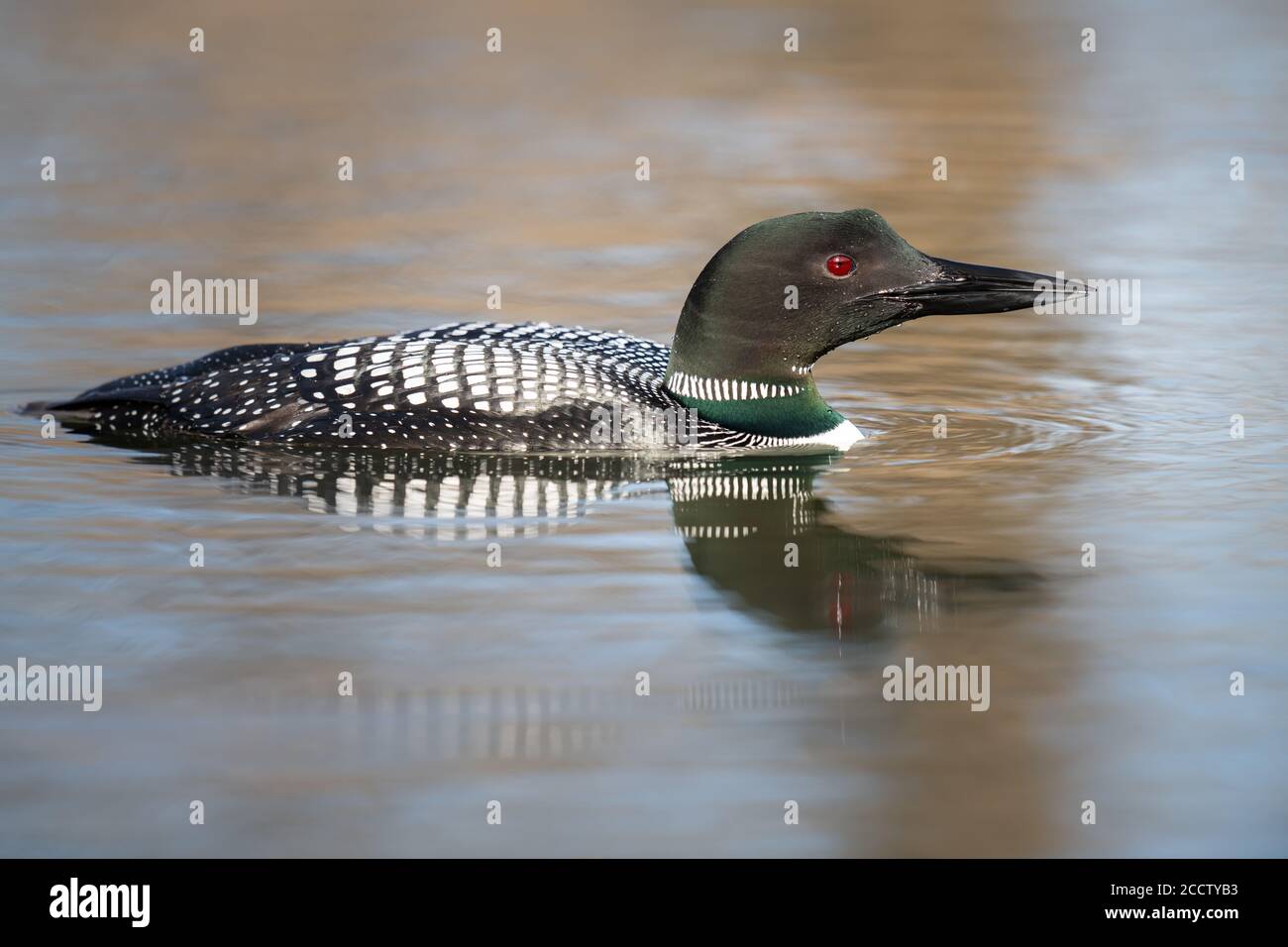 Canadian loon in the wild Stock Photo - Alamy