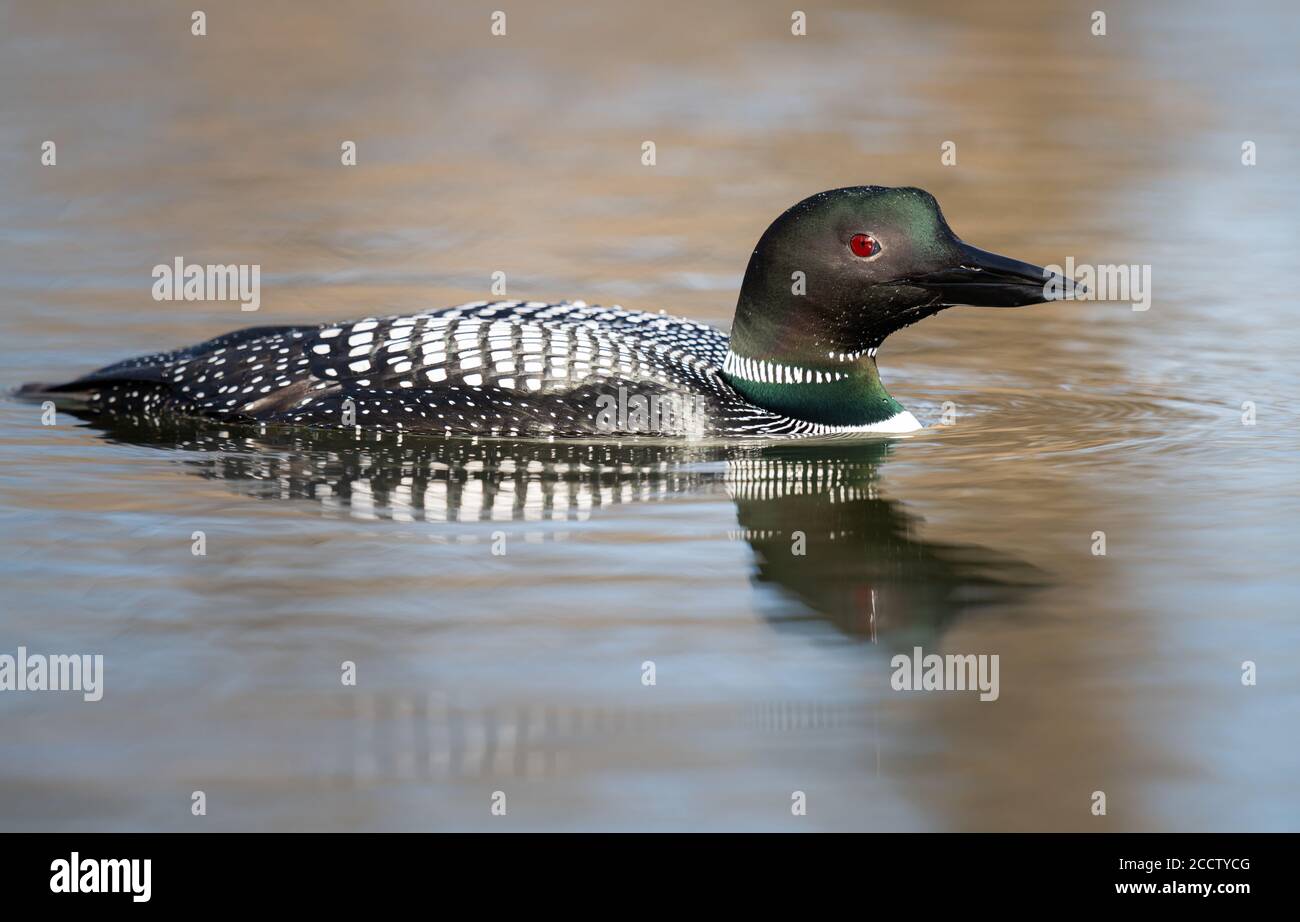 Canadian loon in the wild Stock Photo - Alamy