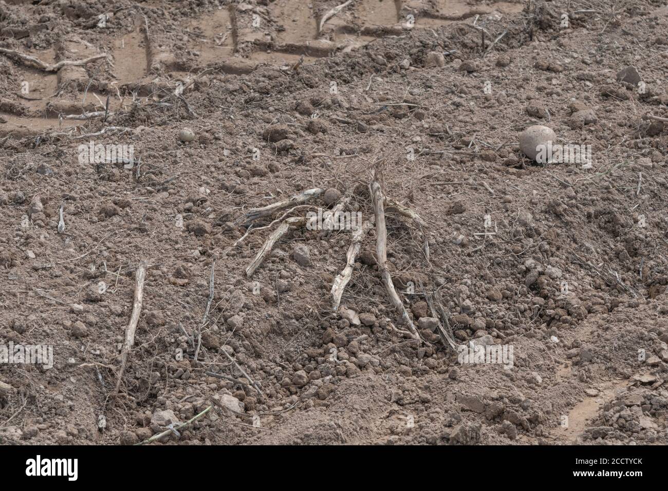 Potato that got left behind by Grimme potato harvester, and potato ...