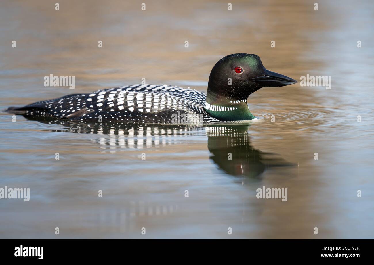 Canadian loon in the wild Stock Photo - Alamy