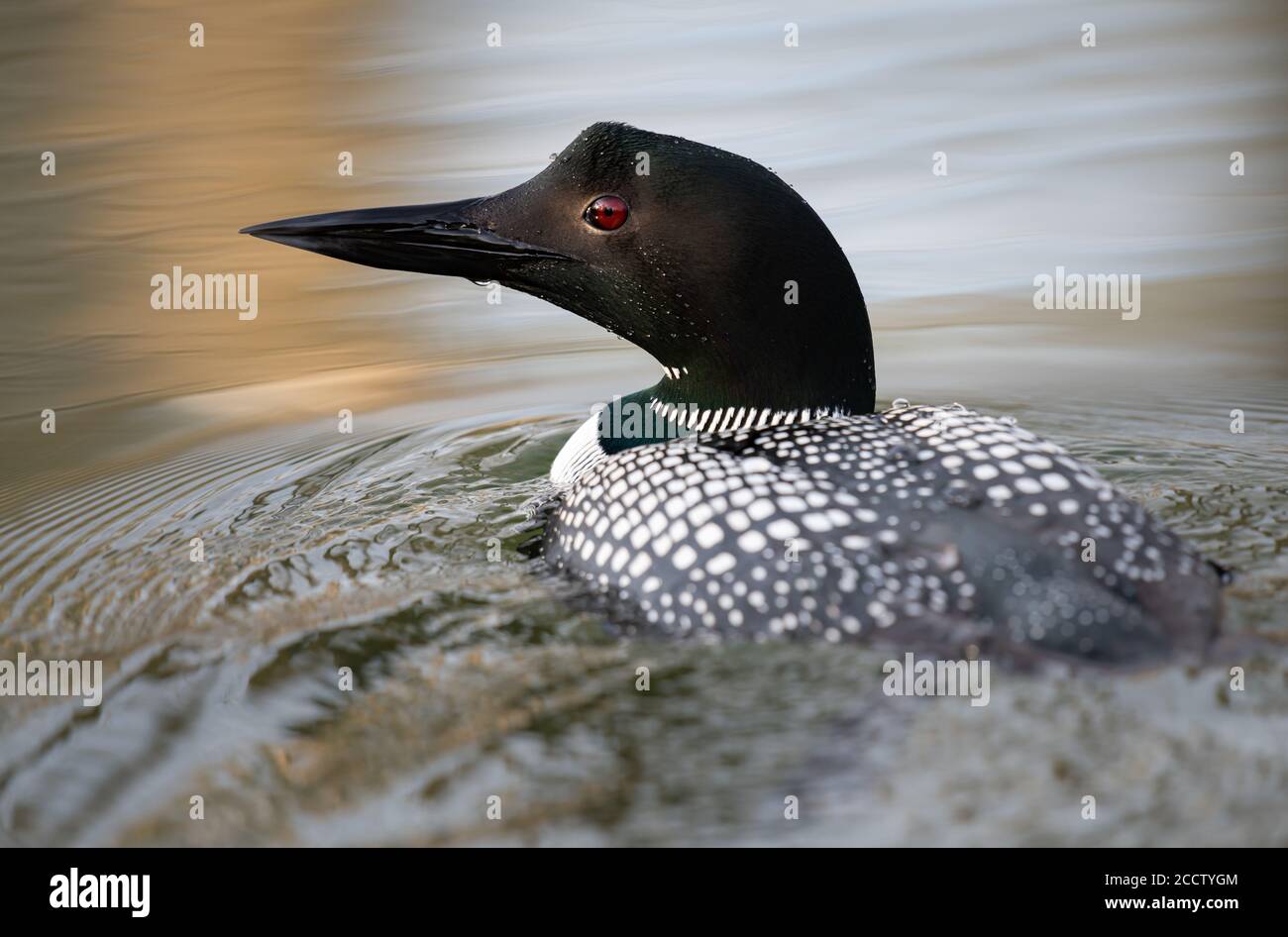 Canadian loon in the wild Stock Photo - Alamy