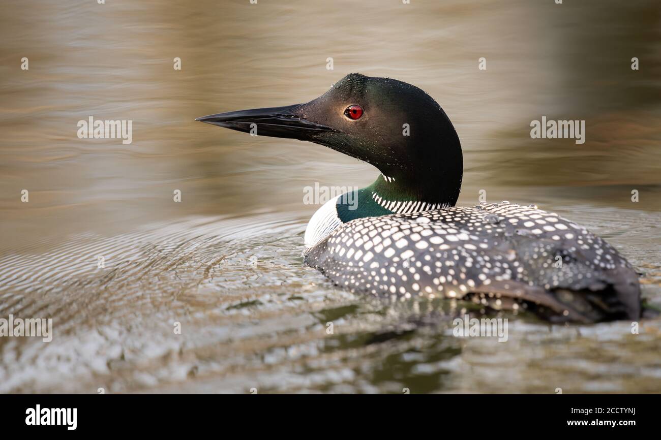 Canadian loon in the wild Stock Photo - Alamy