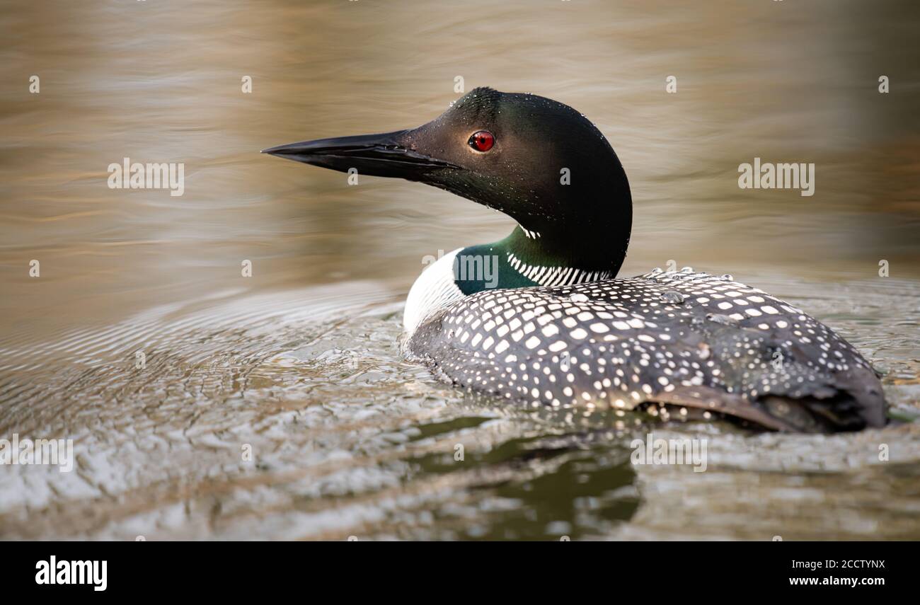 Canadian loon in the wild Stock Photo - Alamy