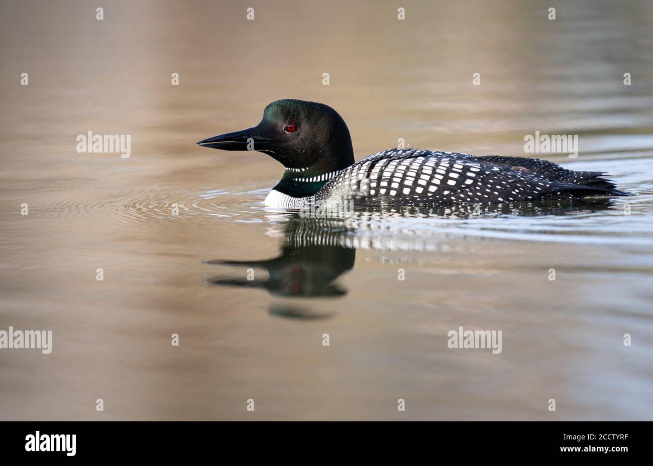 Canadian loon in the wild Stock Photo - Alamy