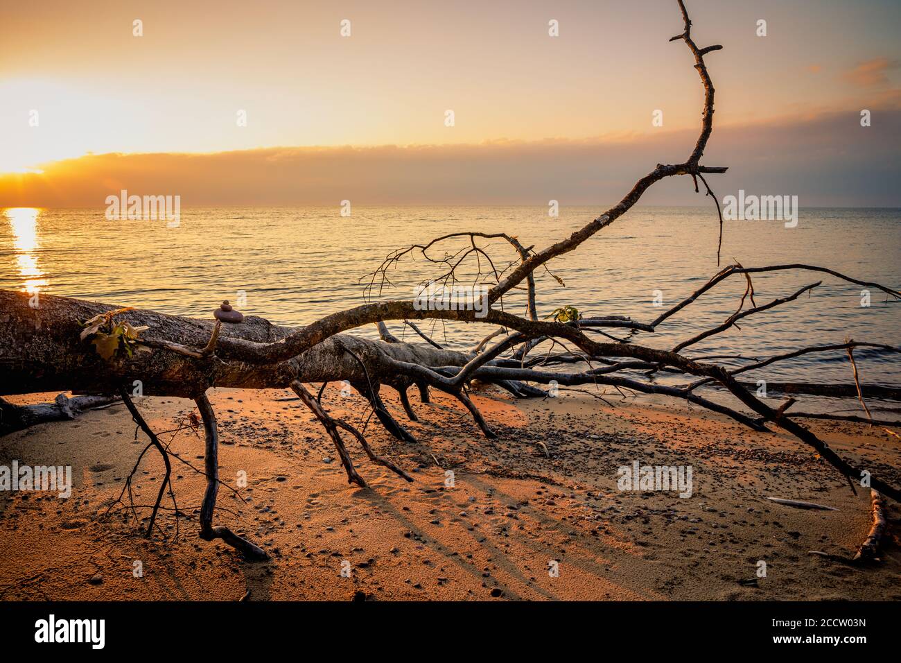 Downed branches hi-res stock photography and images - Alamy