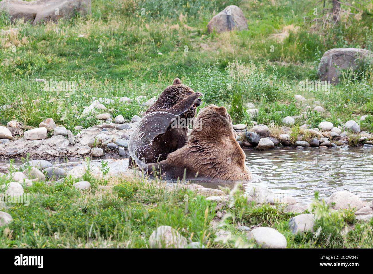 A female grizzly bear reaching up to smack a male grizzly bear on the ...