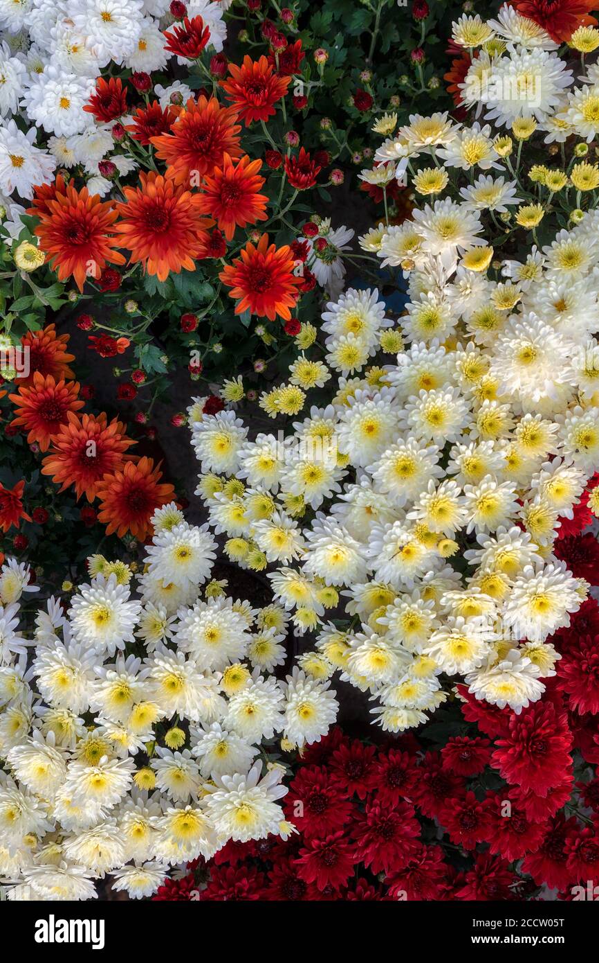 Long-lasting garden flowers of various colors Stock Photo - Alamy