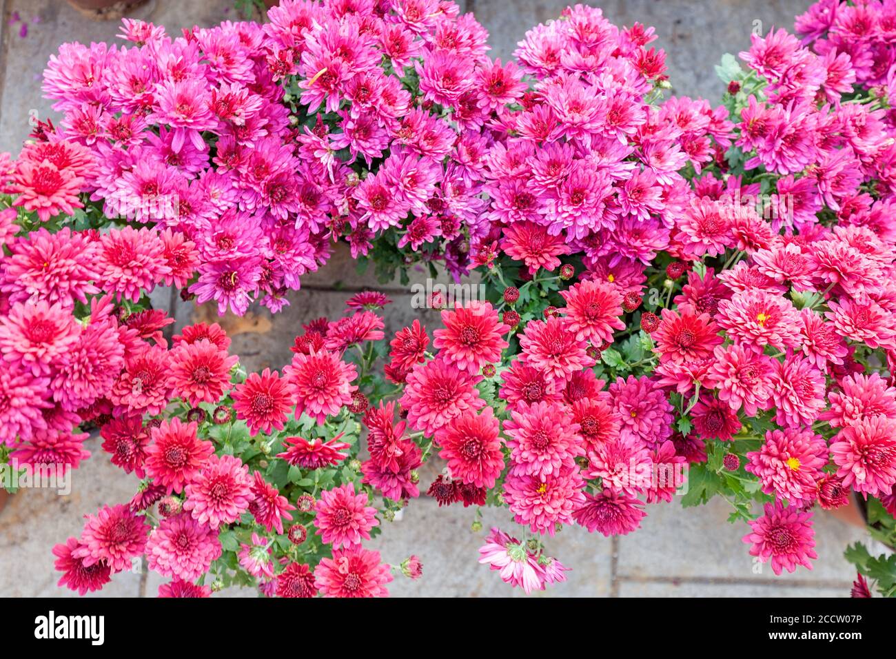 Long-lasting garden flowers of various colors Stock Photo - Alamy