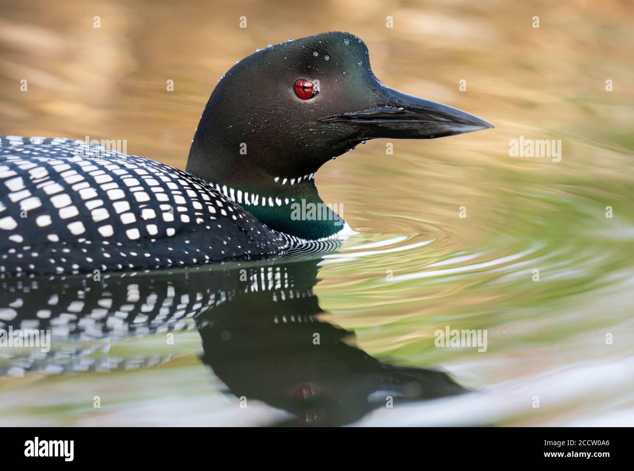 Canadian loon in the wild Stock Photo - Alamy
